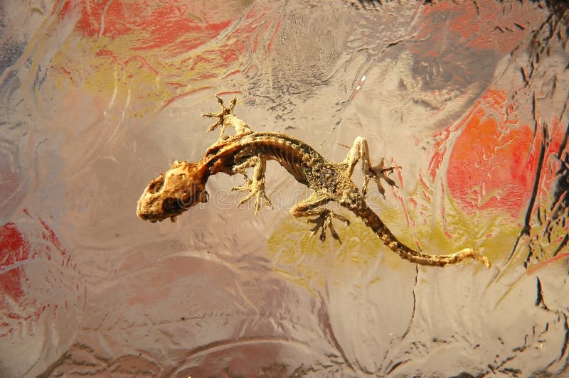 Dried Lizard on glass stock image. Image of bones, reptile - 50527