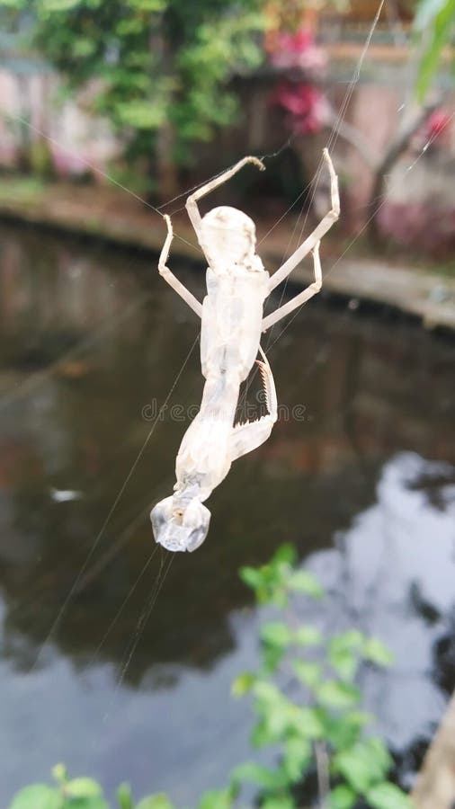 Dried Locust Cocoons in Cobwebs in the Arrowroot Area, West Java Stock ...