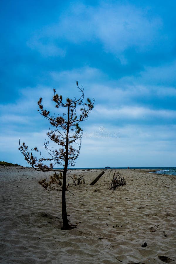 Dried Lone Tree on a Sandy Beach Under Blue Skies Stock Photo - Image ...