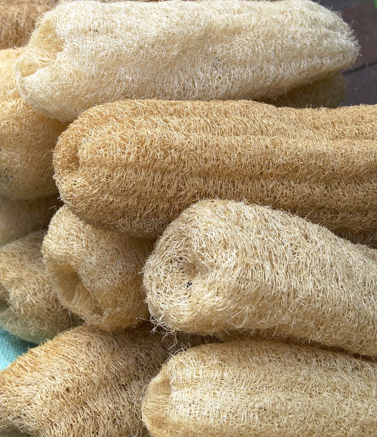 Dried loofah stock image. Image of exfoliation, rough - 34704599