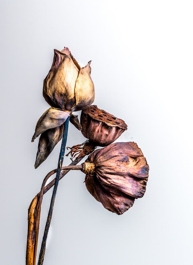 Dried lotus stock photo. Image of beauty, flora, flower - 60803338