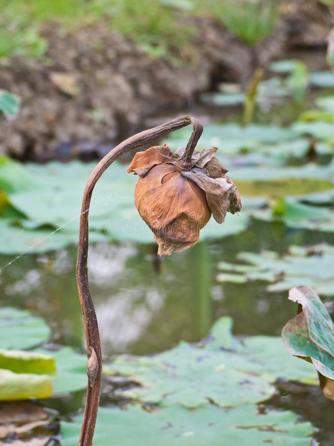 Dried Lotus dead. stock photo. Image of truth, closeup - 32589356