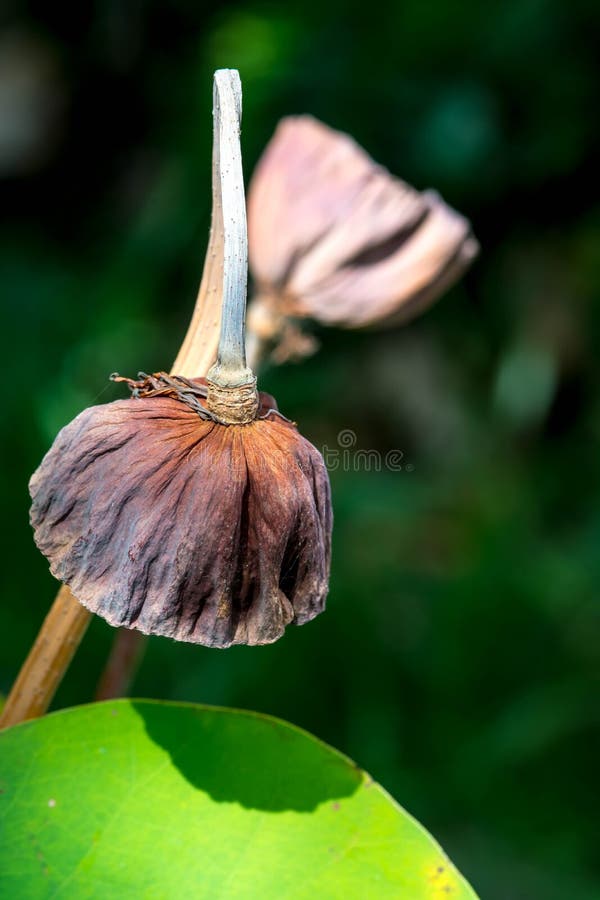 Dry Lotus Leaf on White Background Stock Image - Image of final, stem ...