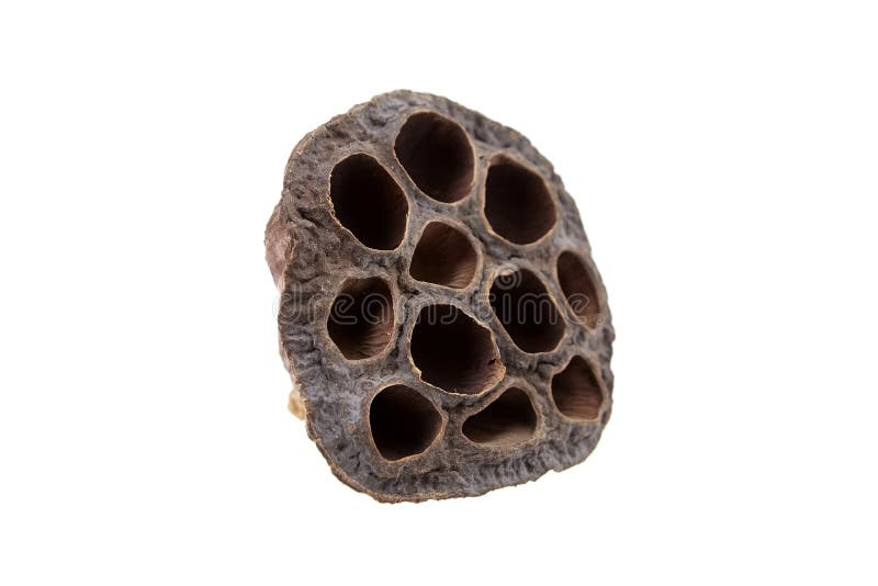 Dried Lotus Flower Pod with Empty Holes Isolated on White Stock Photo ...