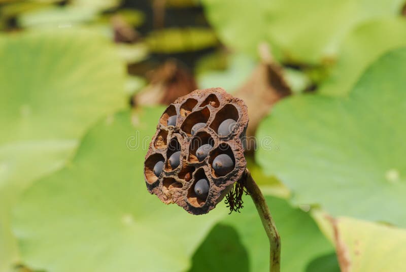 Dried lotus seeds stock photo. Image of parks, gardens - 2034958