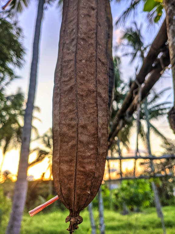 Dried Luffa Fruit in the Garden Stock Image - Image of food, botanical ...