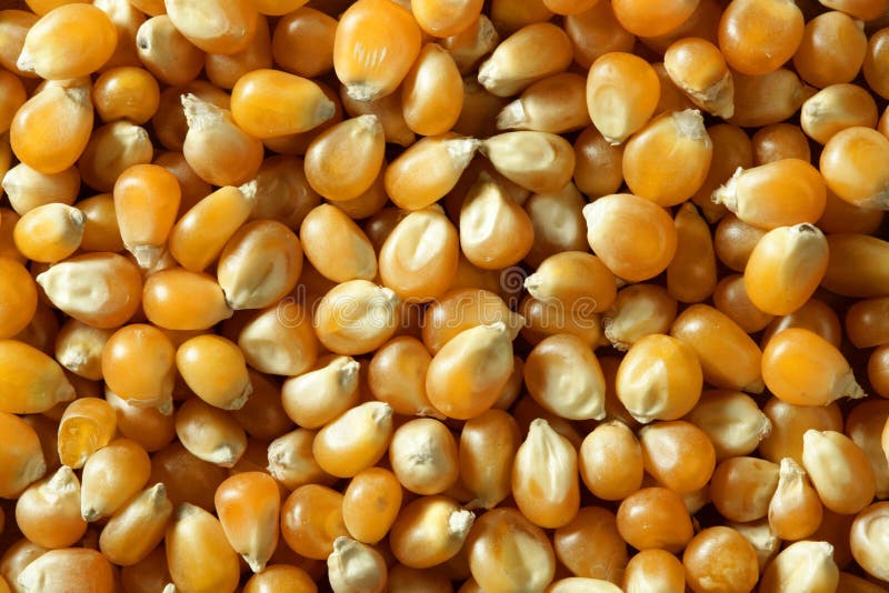 Dried Macro Corn Seeds in Orange Color Stock Photo - Image of detail ...