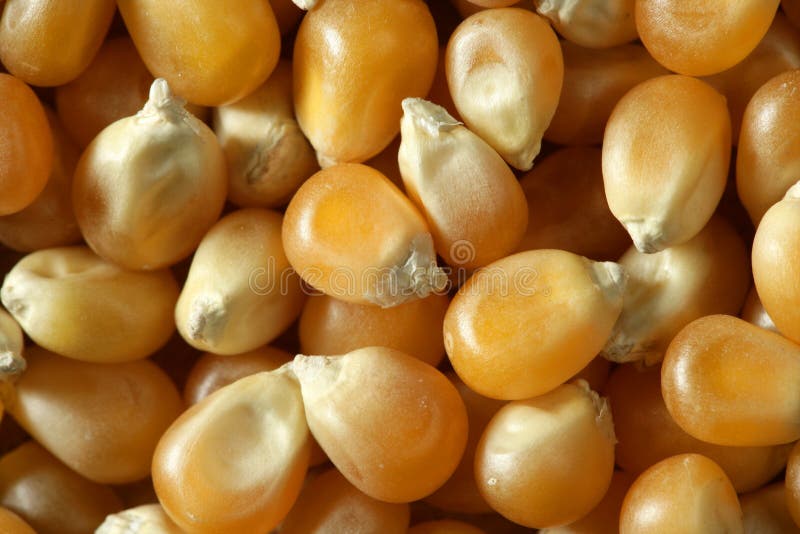 Dried Macro Corn Seeds in Orange Color Stock Image - Image of ...