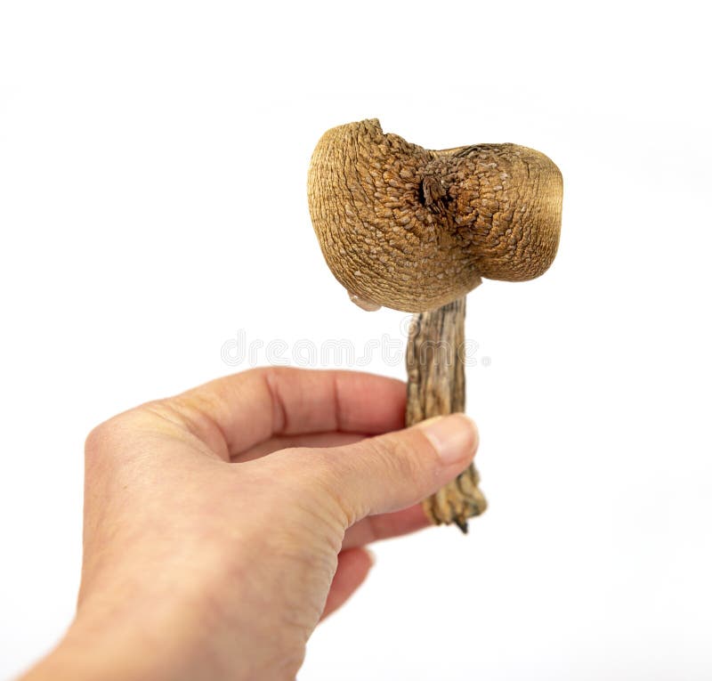 Dried Magic Mushrooms Psilocybe Cubensis Stock Image - Image of ...