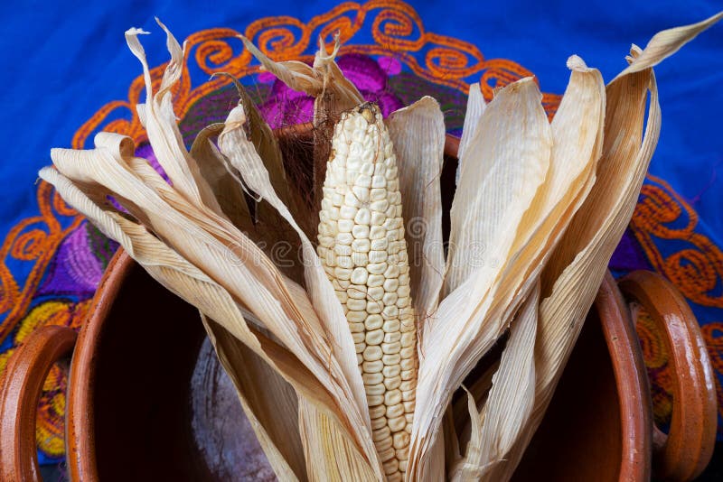 Dried Maize Corn with Leaves Stock Photo - Image of nourishment ...