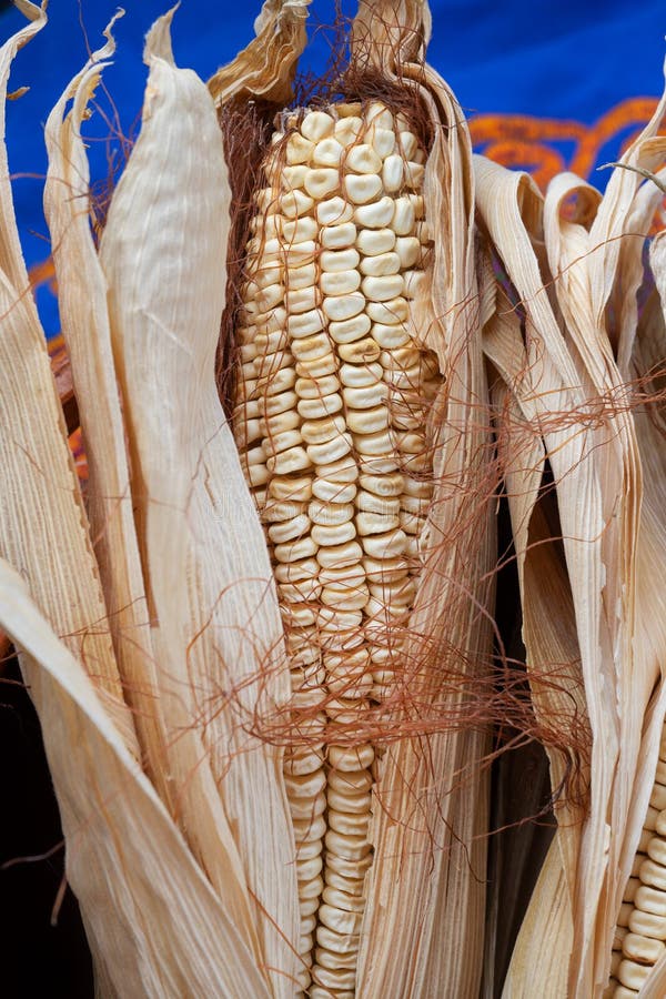 Dried Maize Corn with Leaves Stock Photo - Image of nourishment ...