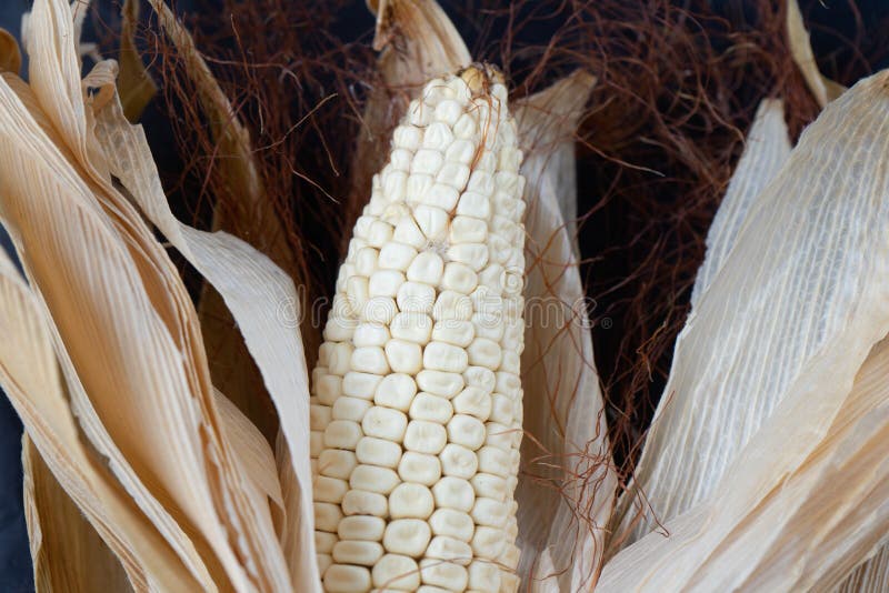 Dried Maize Corn with Leaves Stock Photo - Image of cereal, grain ...