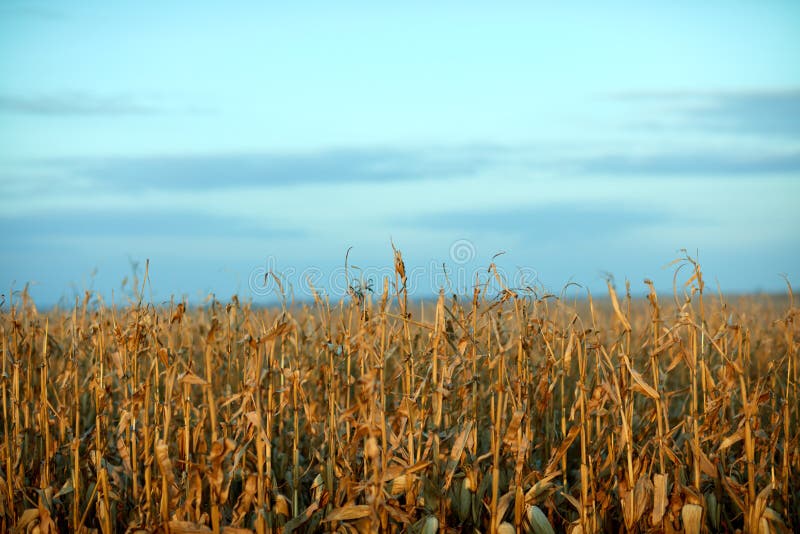 Dried Maize Plants Ready for the Fall Harvest Stock Photo - Image of ...