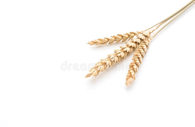 Old malt plant 9 stock photo. Image of malt, montreal - 2573506