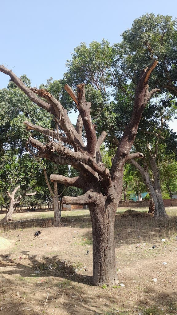 Dried Mango Plant with Stem Stock Photo - Image of dried, plants: 375721964