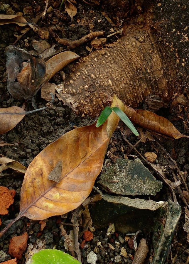 Dried Mango Tree Leaves on Fertile Soil. Mango Leaves As Background ...