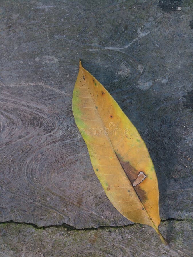 Dried Mango Tree Leaves on the Terrace Floor Stock Photo - Image of ...
