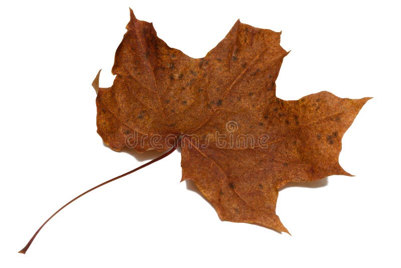 Dried Maple Leaf Brown on a White Background Stock Photo - Image of ...