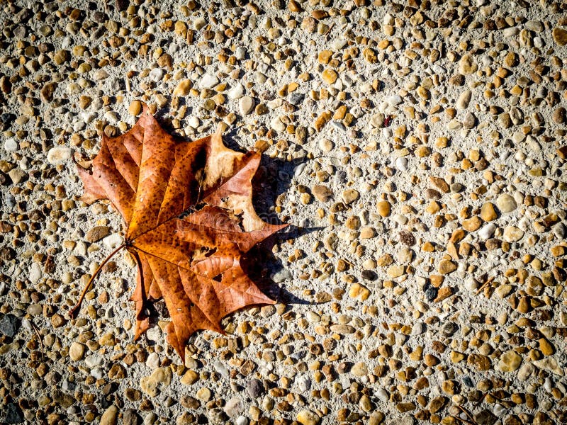Dried Maple Leaf on Pebble Background Stock Photo - Image of closeup ...