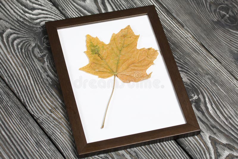 A Dried Maple Leaf in a Photo Frame. on Brushed Pine Boards Painted ...