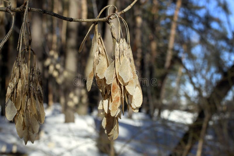 Dried Maple Seeds Hang on a Tree Branch Stock Photo - Image of leaves ...
