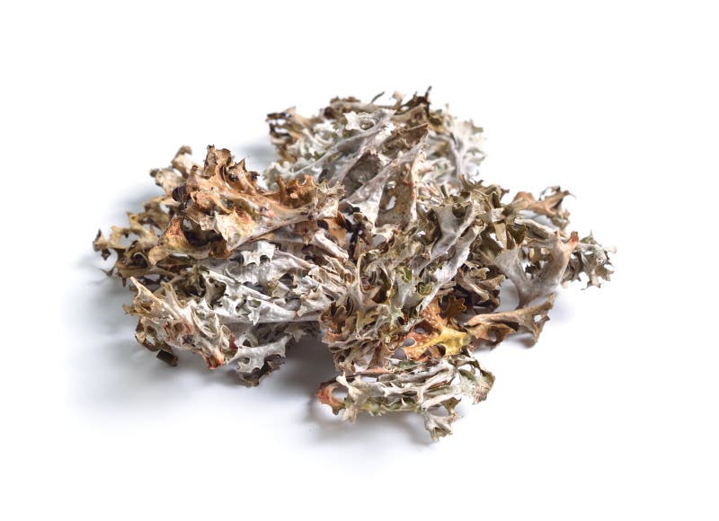 Dried Medicinal Herbs Raw Materials on White. Root of a Stock Photo ...