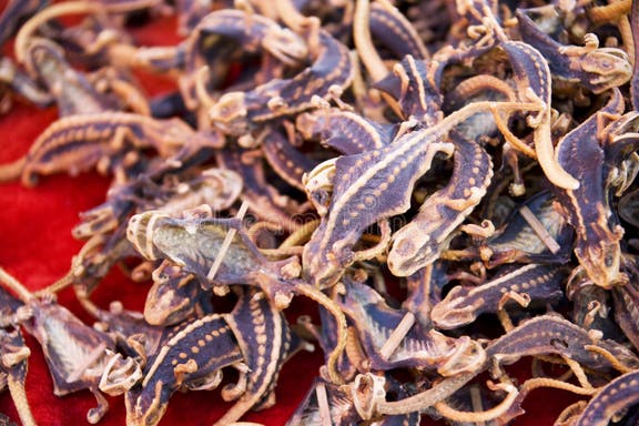 19,554 Lizards Stock Photos - Free & Royalty-Free Stock Photos from ...