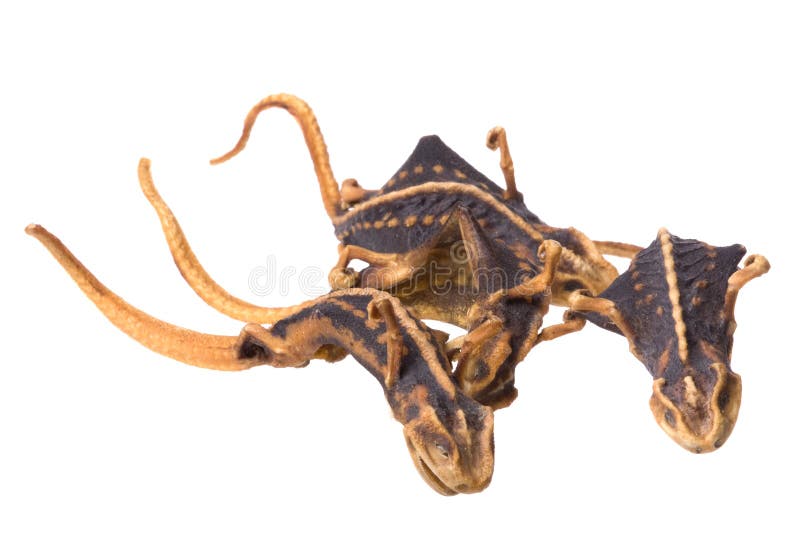 Dried Medicinal Lizards Isolated Stock Photo - Image of chinese ...