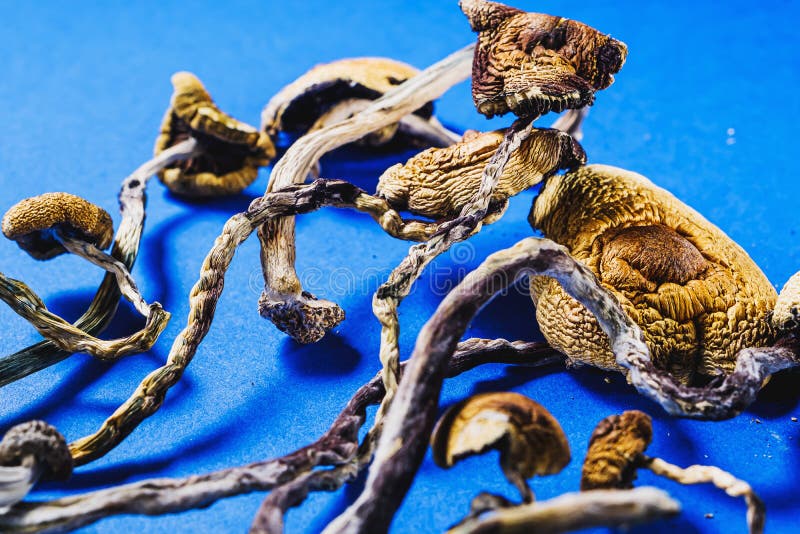 Dried Mexican Magic Mushrooms is a Psilocybe Cubensis, a Specie of ...