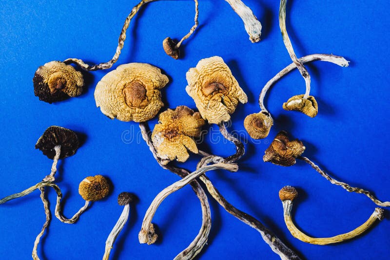 Dried Mexican Magic Mushrooms is a Psilocybe Cubensis, a Specie of ...