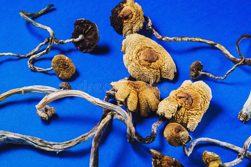 Dried Mexican Magic Mushrooms is a Psilocybe Cubensis on a Blue ...
