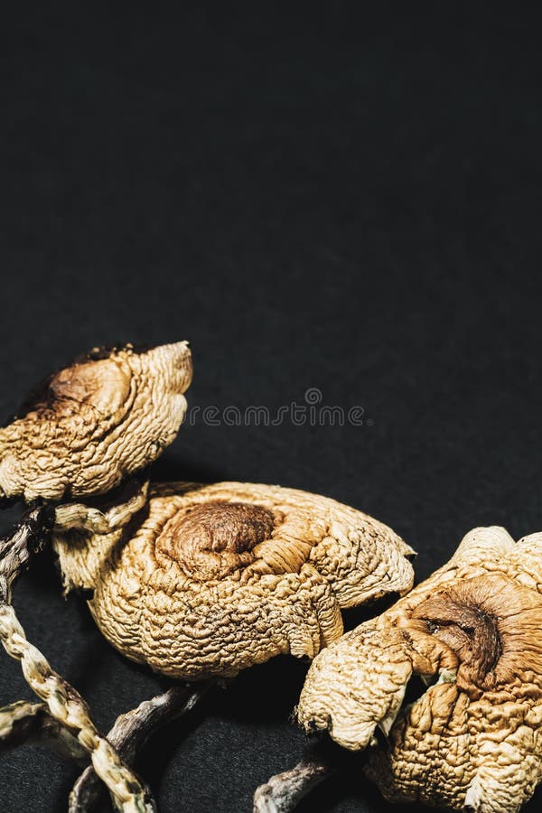 Dried Mexican Magic Mushrooms is a Psilocybe Cubensis, a Specie of ...