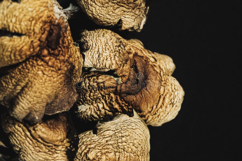 Dried Mexican Magic Mushrooms is a Psilocybe Cubensis, a Specie of ...