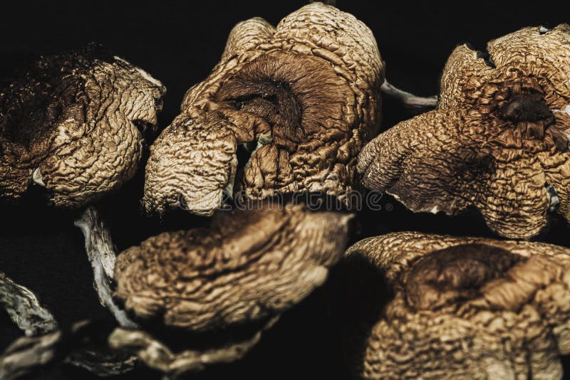Dried Mexican Magic Mushrooms is a Psilocybe Cubensis, a Specie of ...