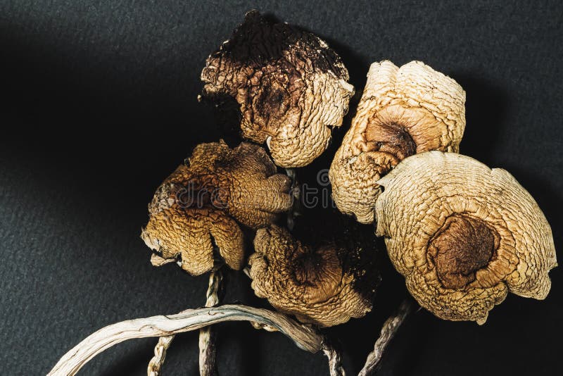 Dried Mexican Magic Mushrooms is a Psilocybe Cubensis, a Specie of ...