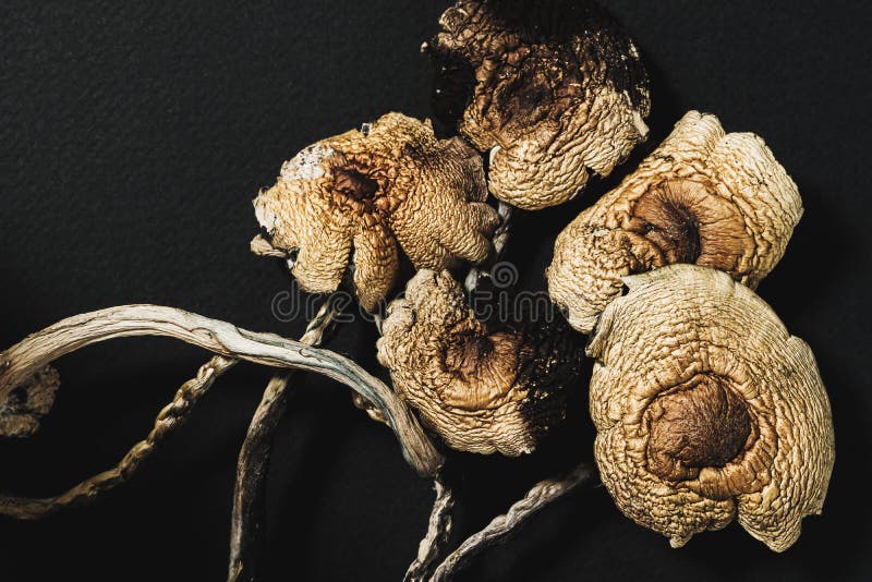 Dried Mexican Magic Mushrooms is a Psilocybe Cubensis, a Specie of ...