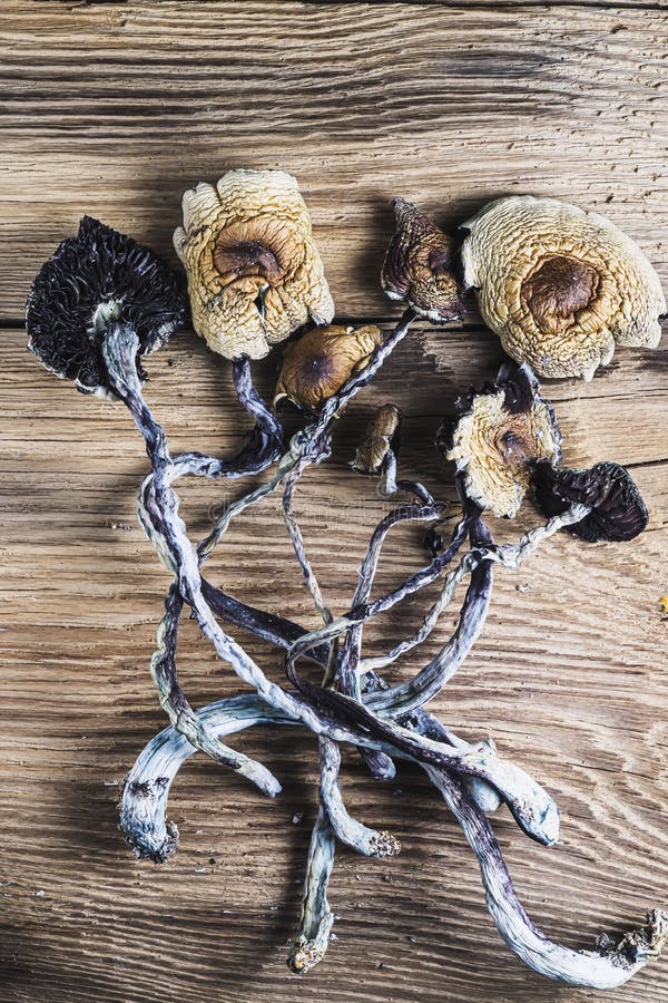 Dried Mexican Magic Mushrooms is a Psilocybe Cubensis, Whose Main ...