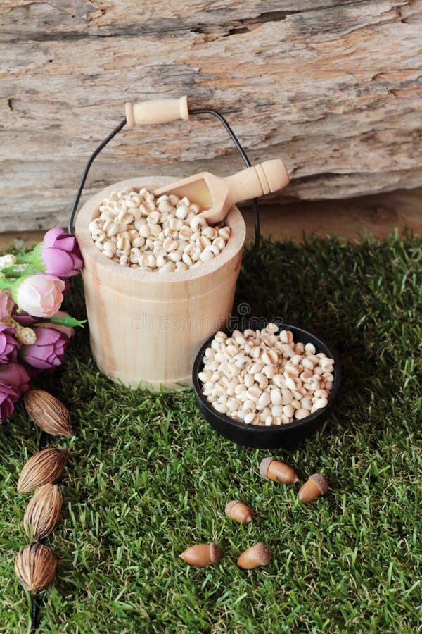 Dried Millet Seeds for Cooking. Stock Photo - Image of millet, cereal ...