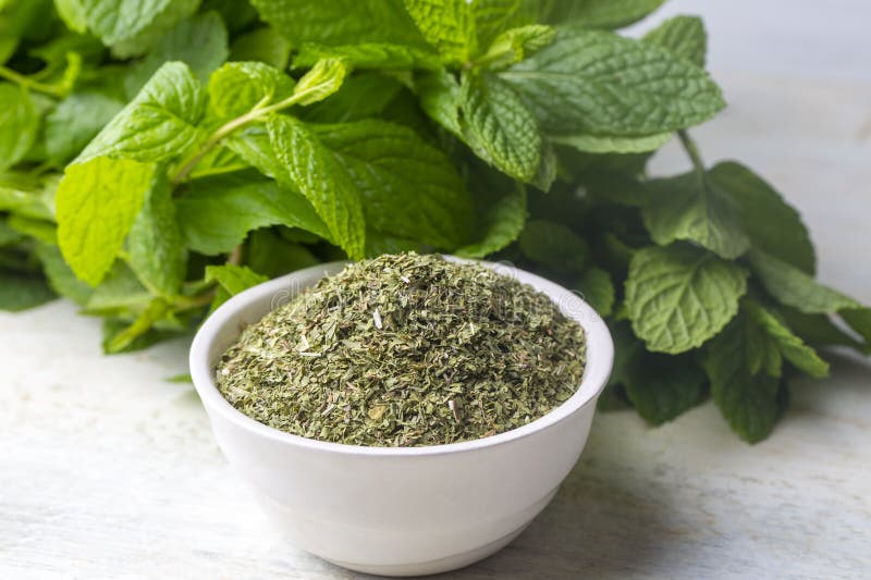 Dried Mint and Green Fresh Mint Isolated Stock Image - Image of green ...