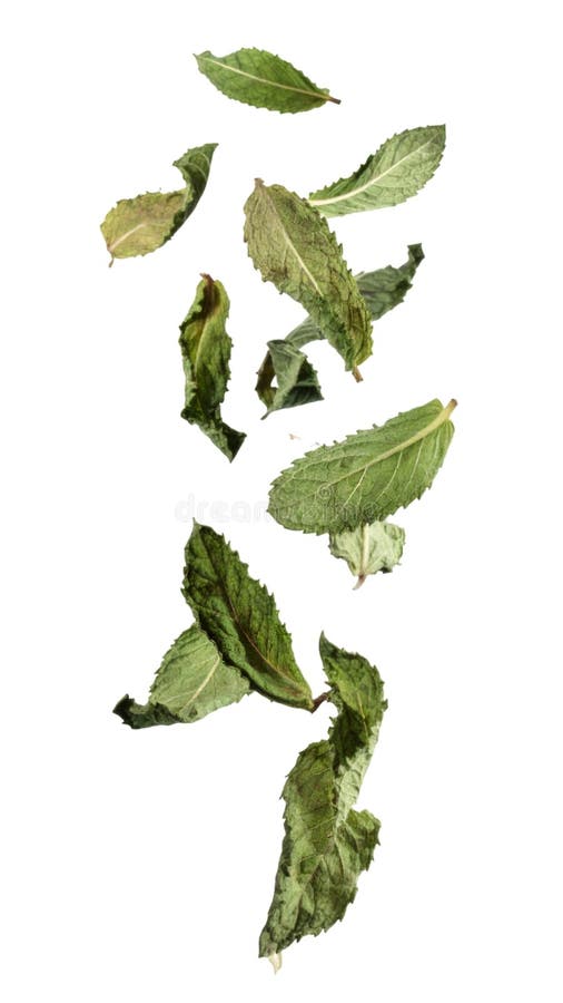 Dried Herb Leaves Falling Transparent Background Stock Photos - Free ...