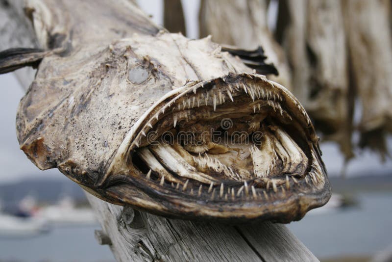 Dried monkfish stock image. Image of fresh, healthy, seadevil - 2993543