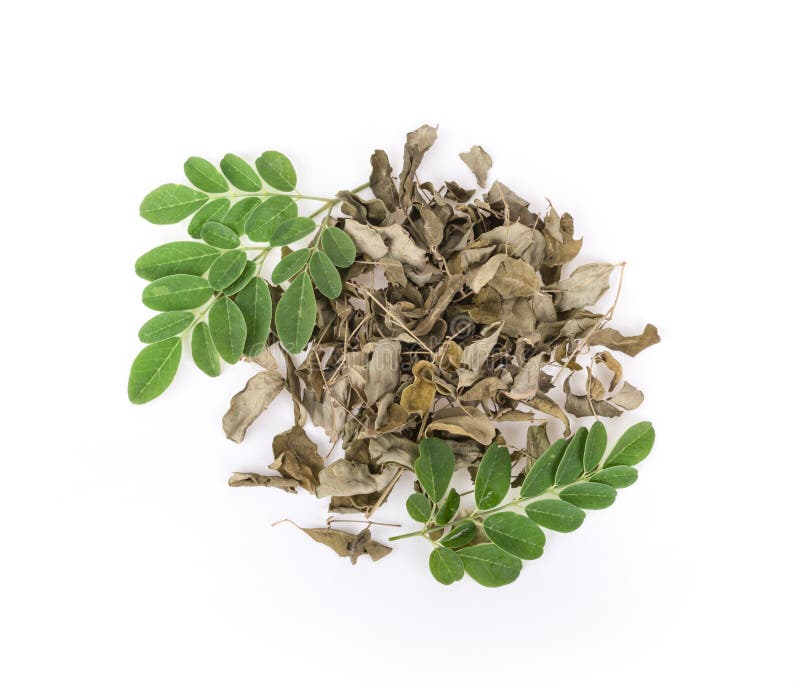 Dried Moringa Leaves and Fresh on White Background Stock Image - Image ...