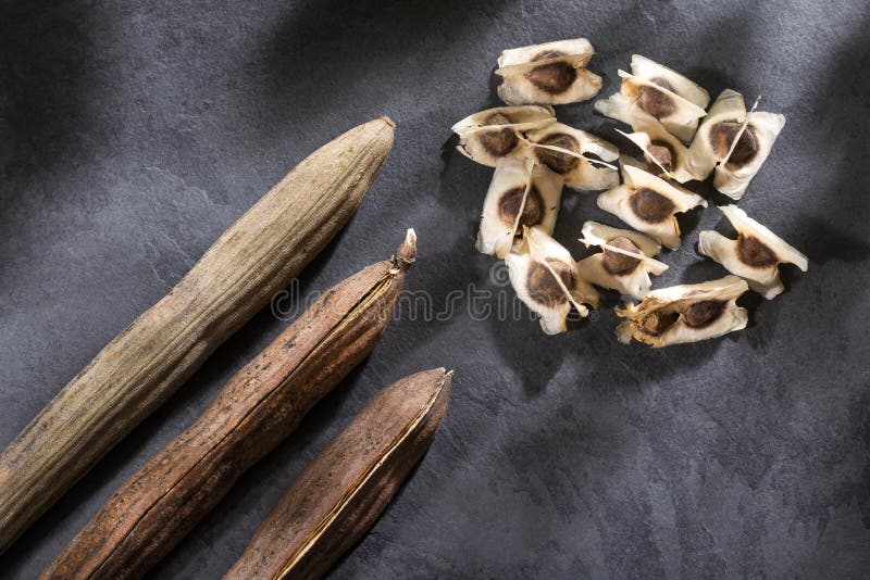 Dried Moringa Seeds - Moringa Oleifera. Text Space Stock Photo - Image ...