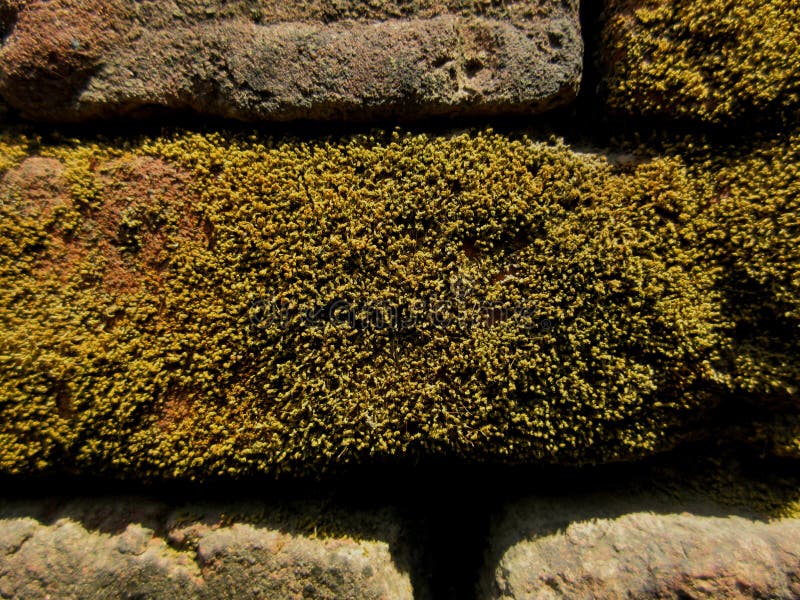 Dried Moss Formed on a Red Brick Wall Stock Photo - Image of pattern ...