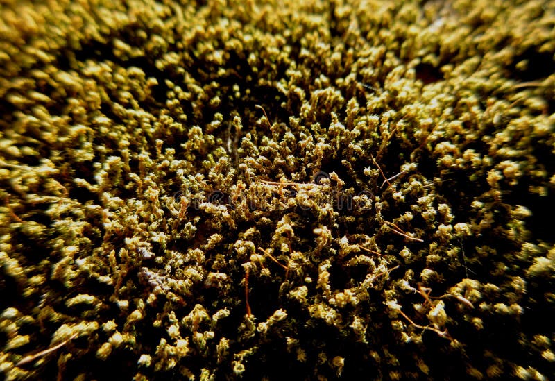 Dried Moss Formed on a Red Brick Wall Stock Photo - Image of erosion ...