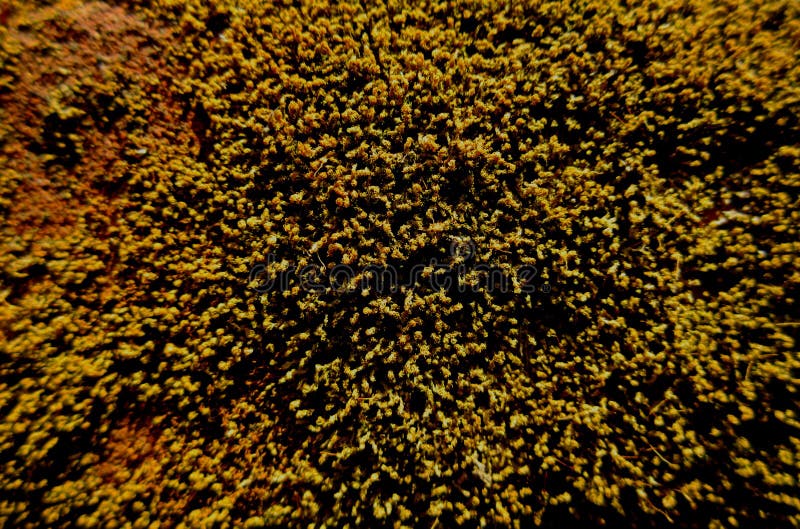 Dried Moss Formed on a Red Brick Wall Stock Photo - Image of textured ...