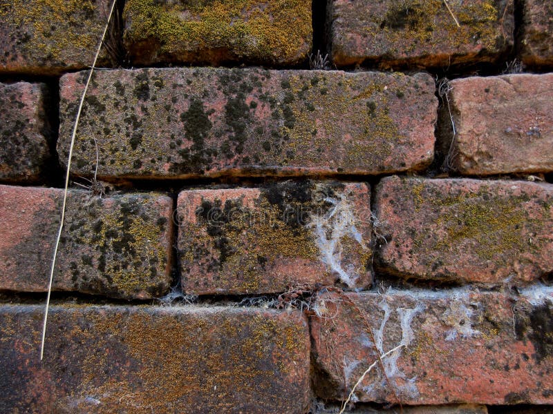 Dried Moss Formed on a Red Brick Wall Stock Image - Image of heap ...