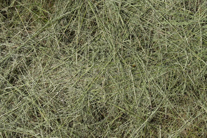Dried mowed grass as hay stock photo. Image of textured - 363177326