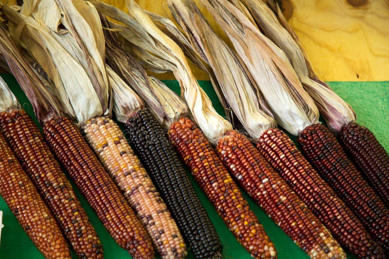 Dried Multi Color Corn on Cob Stock Photo - Image of harvest, field ...