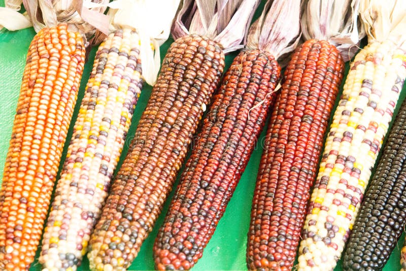 Dried Multi Color Corn on the Cob Stock Photo - Image of crop ...